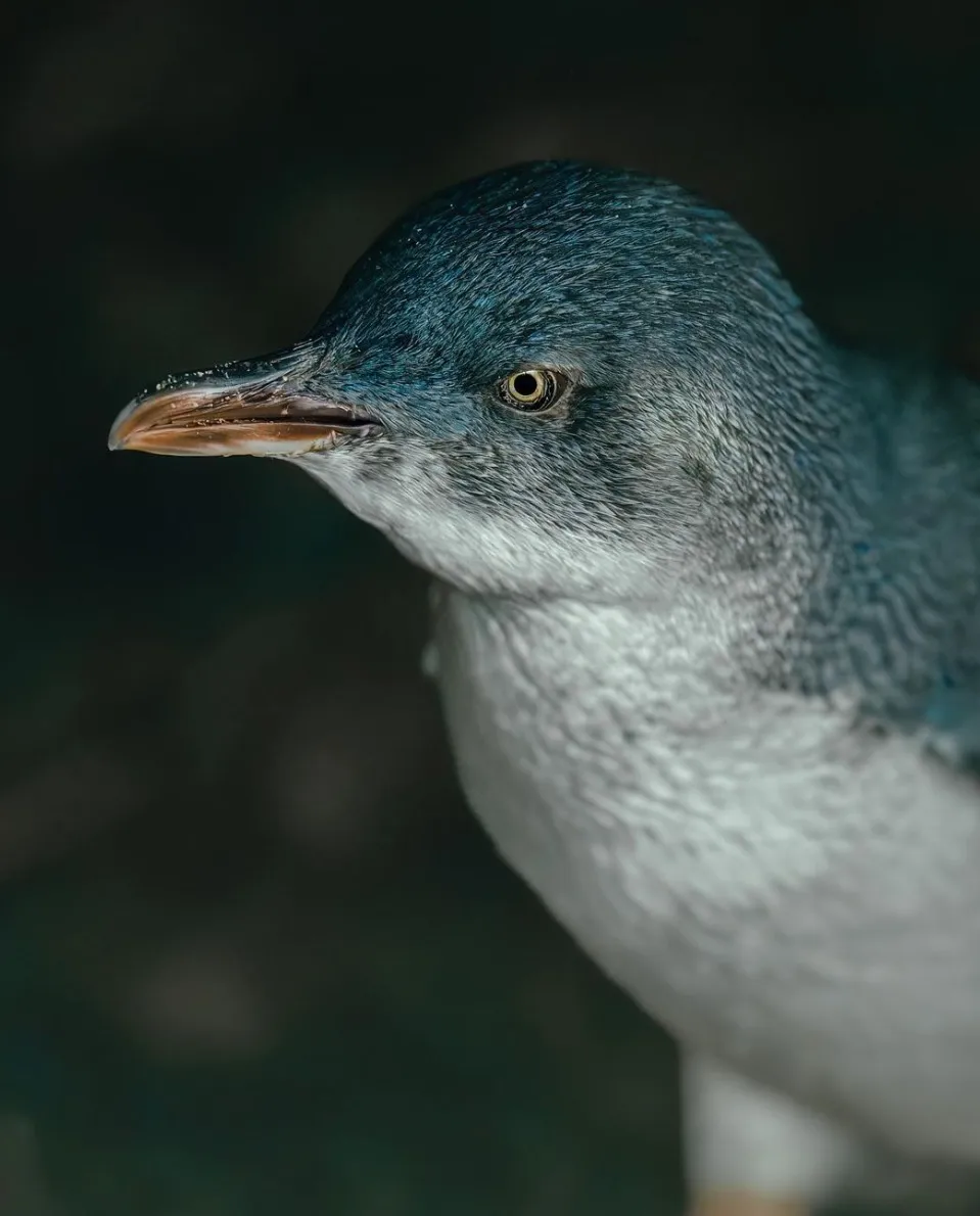 The Iconic Penguin Parade: What to Expect on Phillip Island